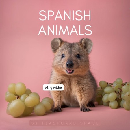 Cover of the 'Spanish: Animals' flashcard deck